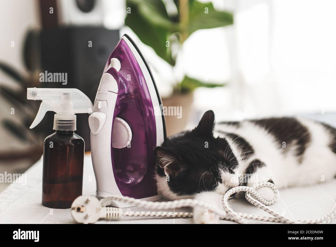 Laundry and housekeeping concept. Cute black and white cat relaxing on ...