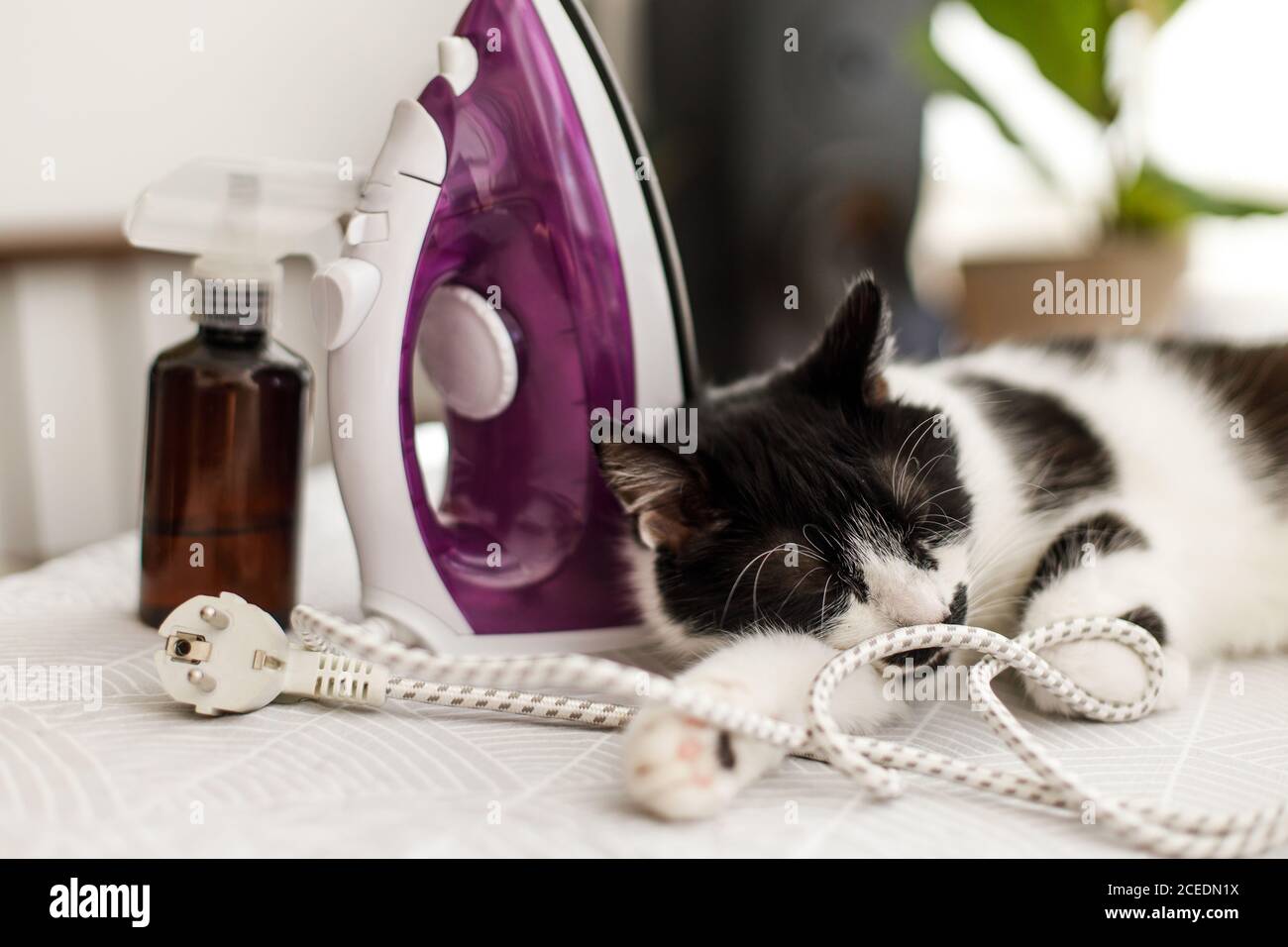Adorable cat sleeping at iron cable on modern cloth. Laundry and ...