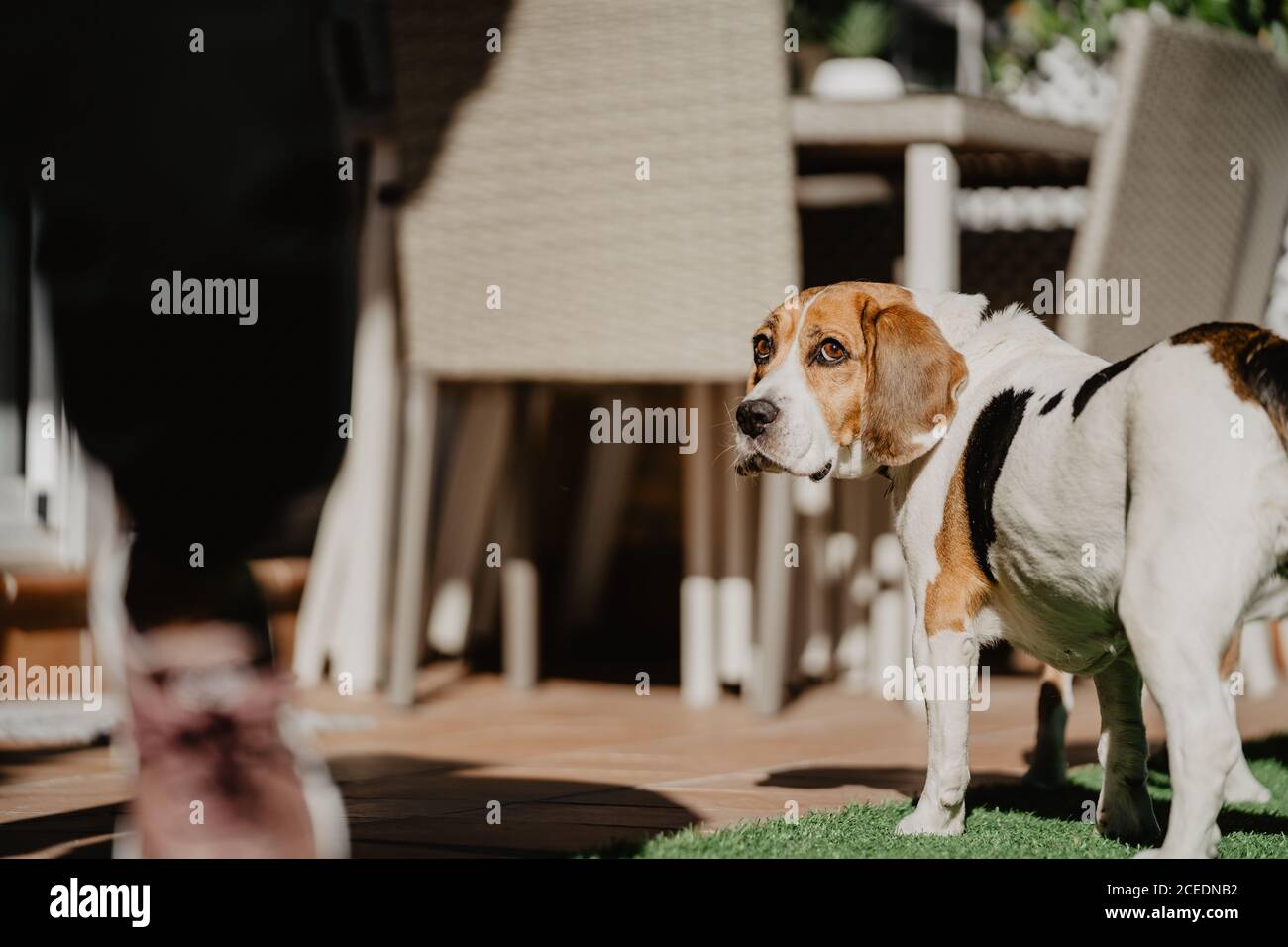 Cute beagle on lawn in yard Stock Photo - Alamy