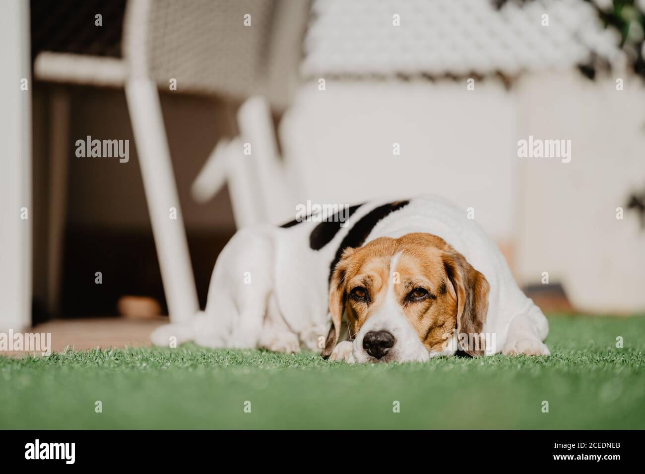 Cute beagle on lawn in yard Stock Photo - Alamy