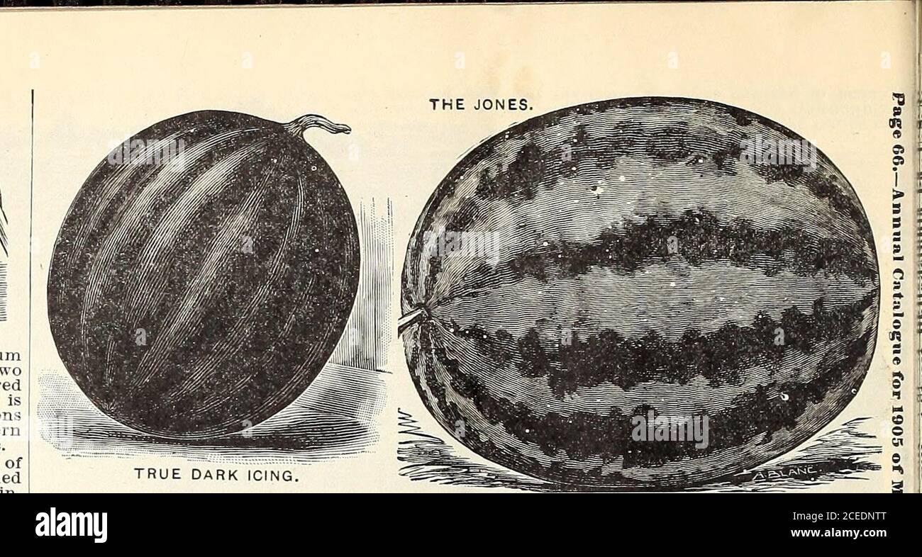 . The Maule seed book for 1905. PHINNEY i> EAHLY. PHINNEYS EARLY Melons ...