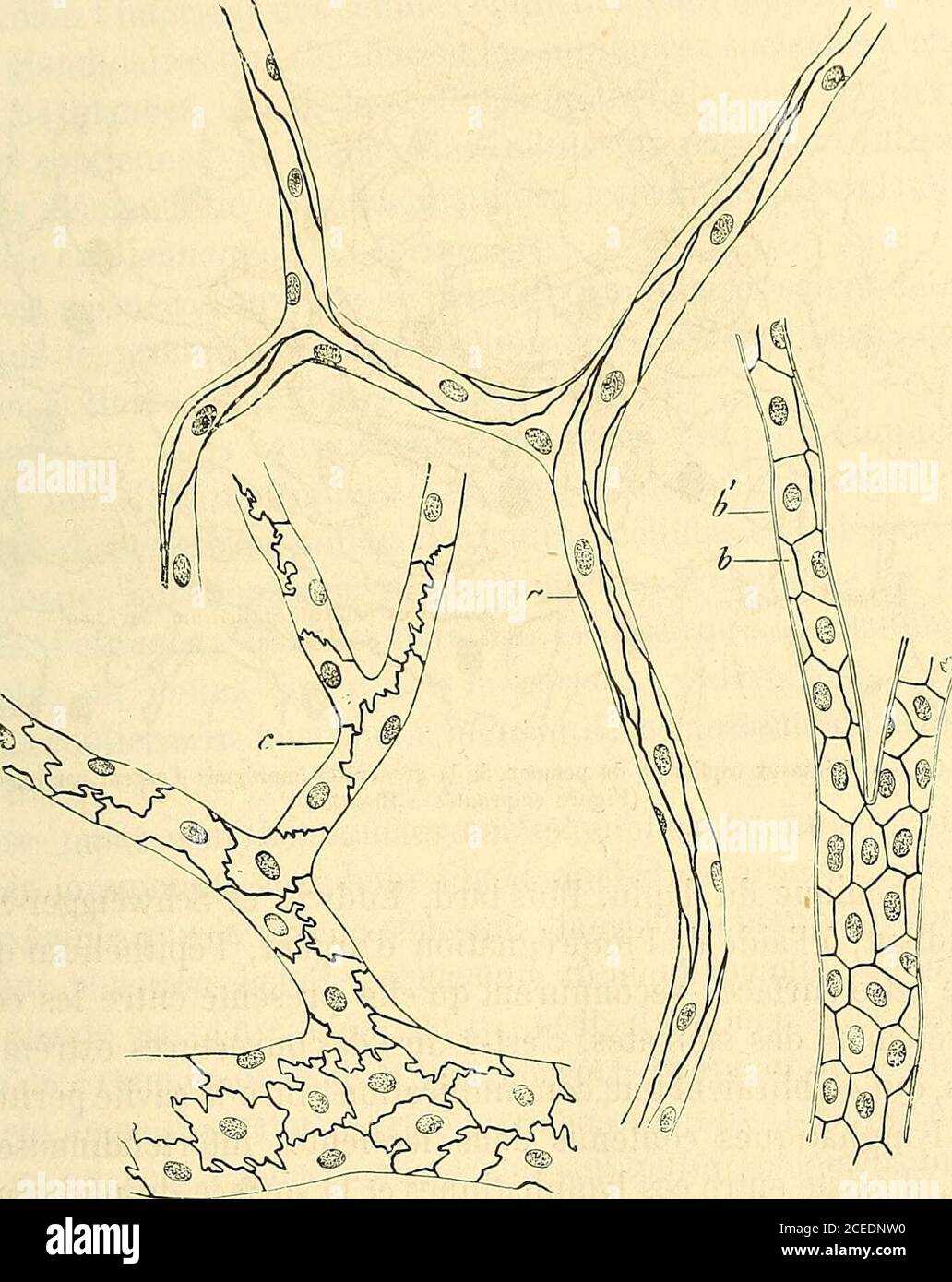 Cellule secondaire hi-res stock photography and images - Alamy
