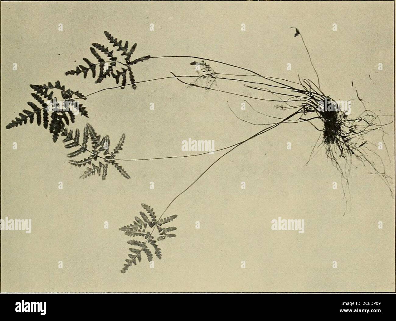 . A popular description of the common Oregon ferns; contribution from ...