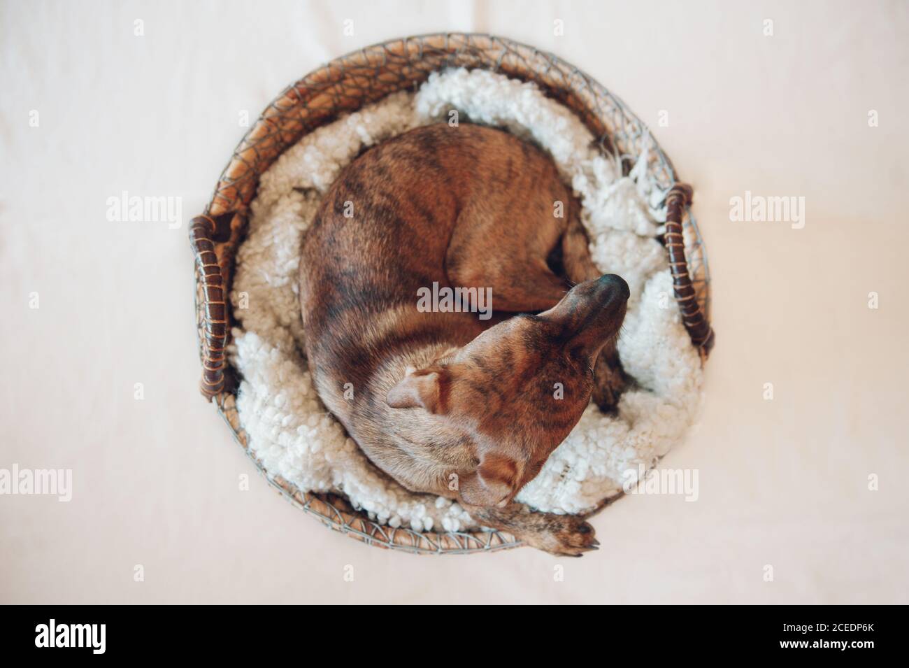 Adorable little brown puppy sleeping in cozy wicker basket on white ...