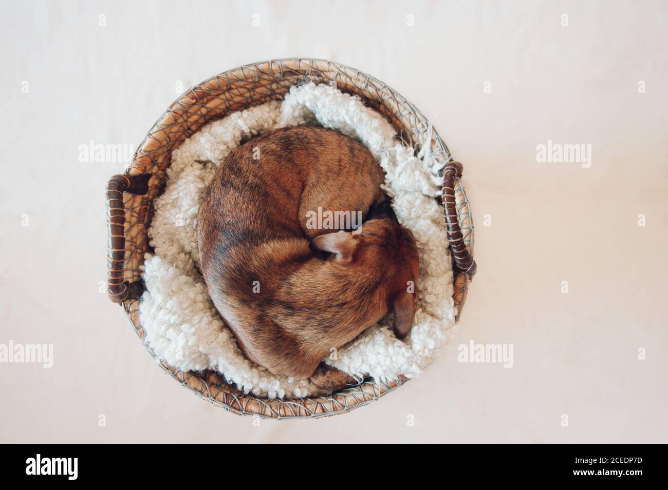 Adorable little brown puppy sleeping in cozy wicker basket on white ...
