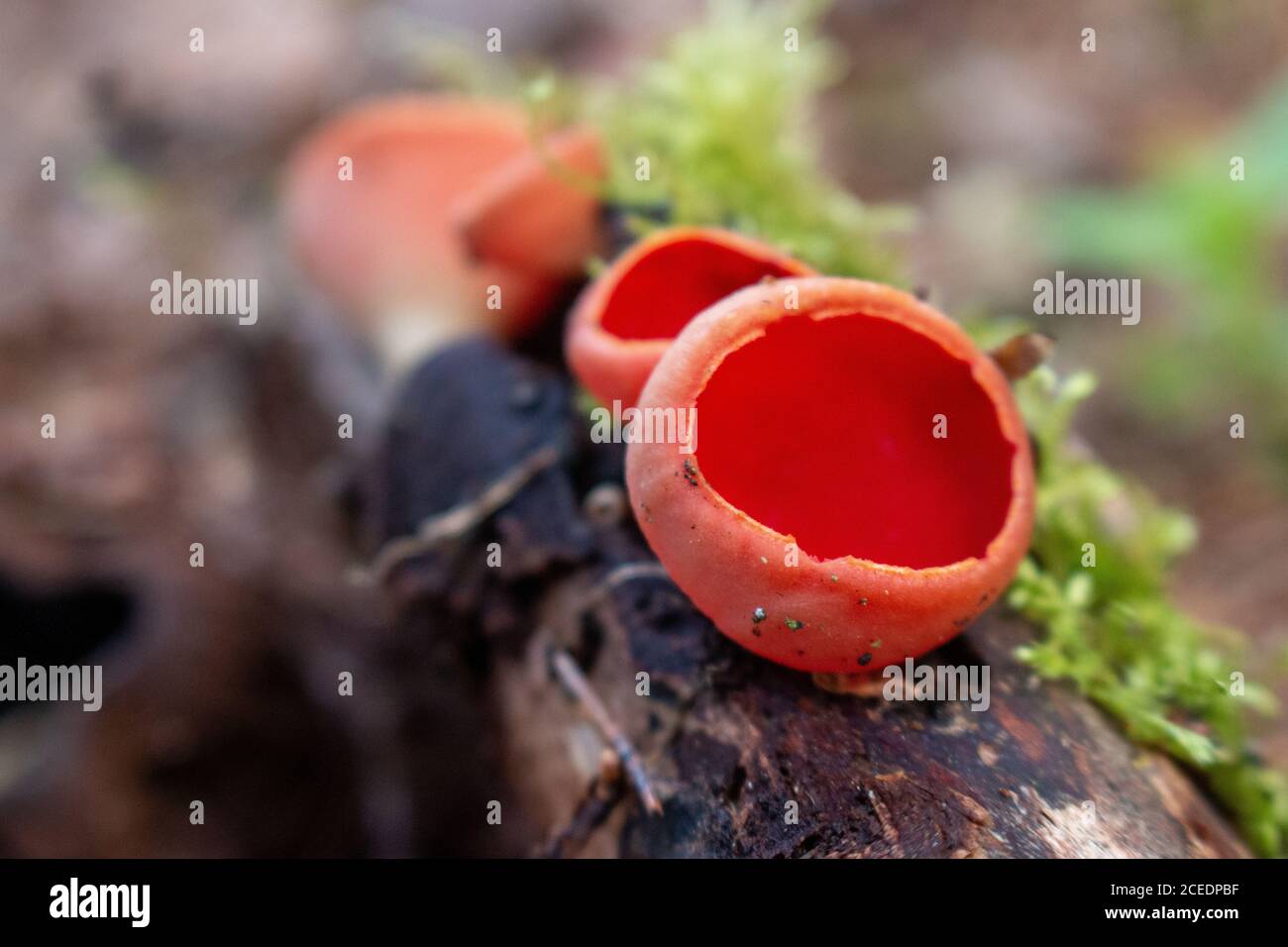 The first spring mushroom in the forest. Sarcosciffus scarlet, commonly ...