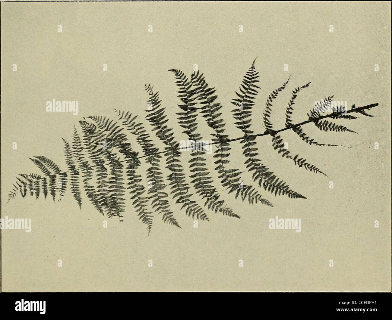 . A popular description of the common Oregon ferns; contribution from ...