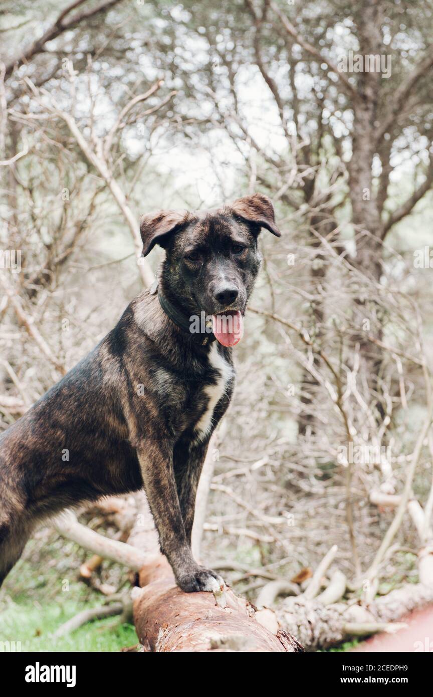 Large dog in the forest hi-res stock photography and images - Alamy