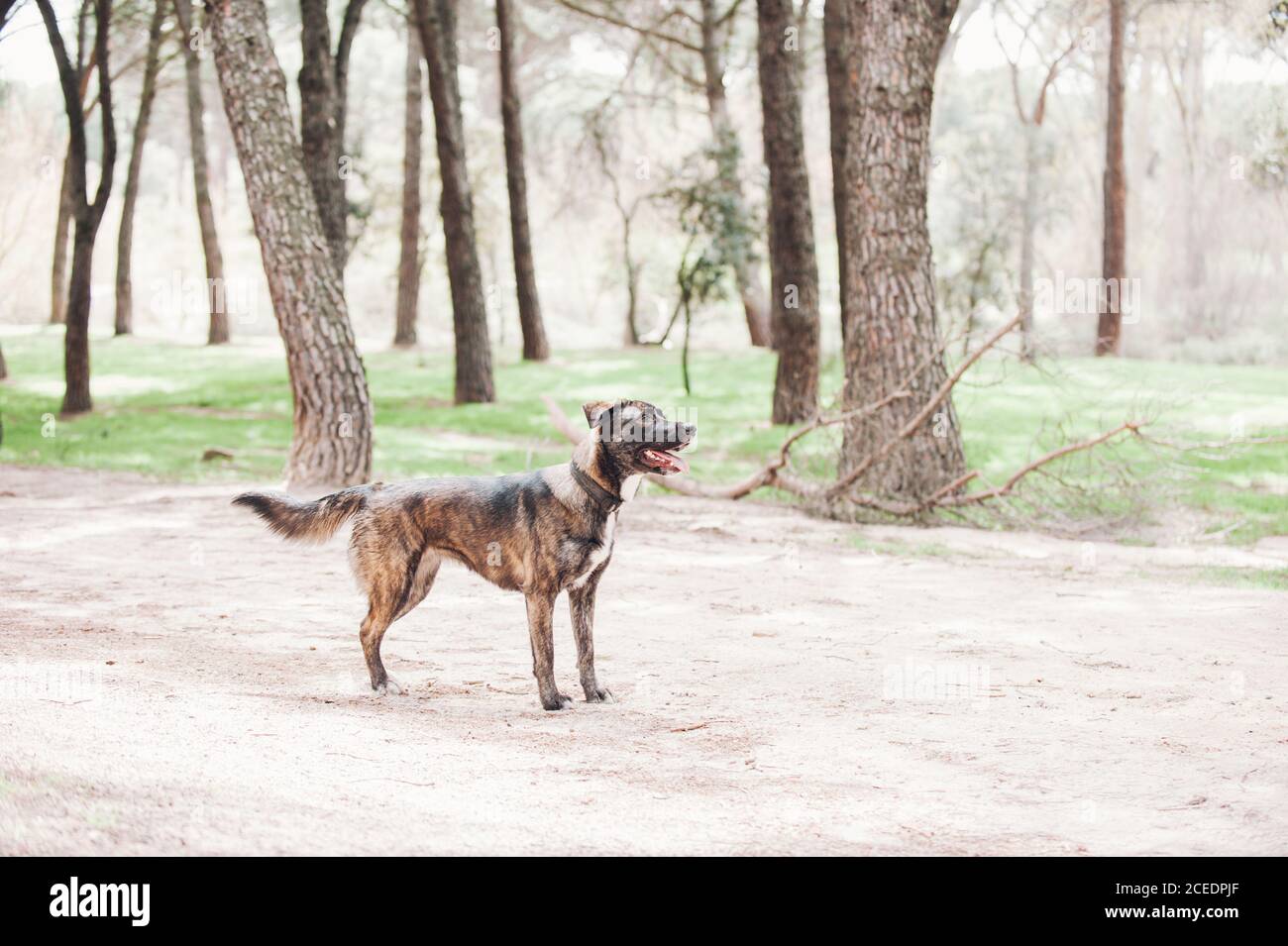 Large dog in the forest hi-res stock photography and images - Alamy