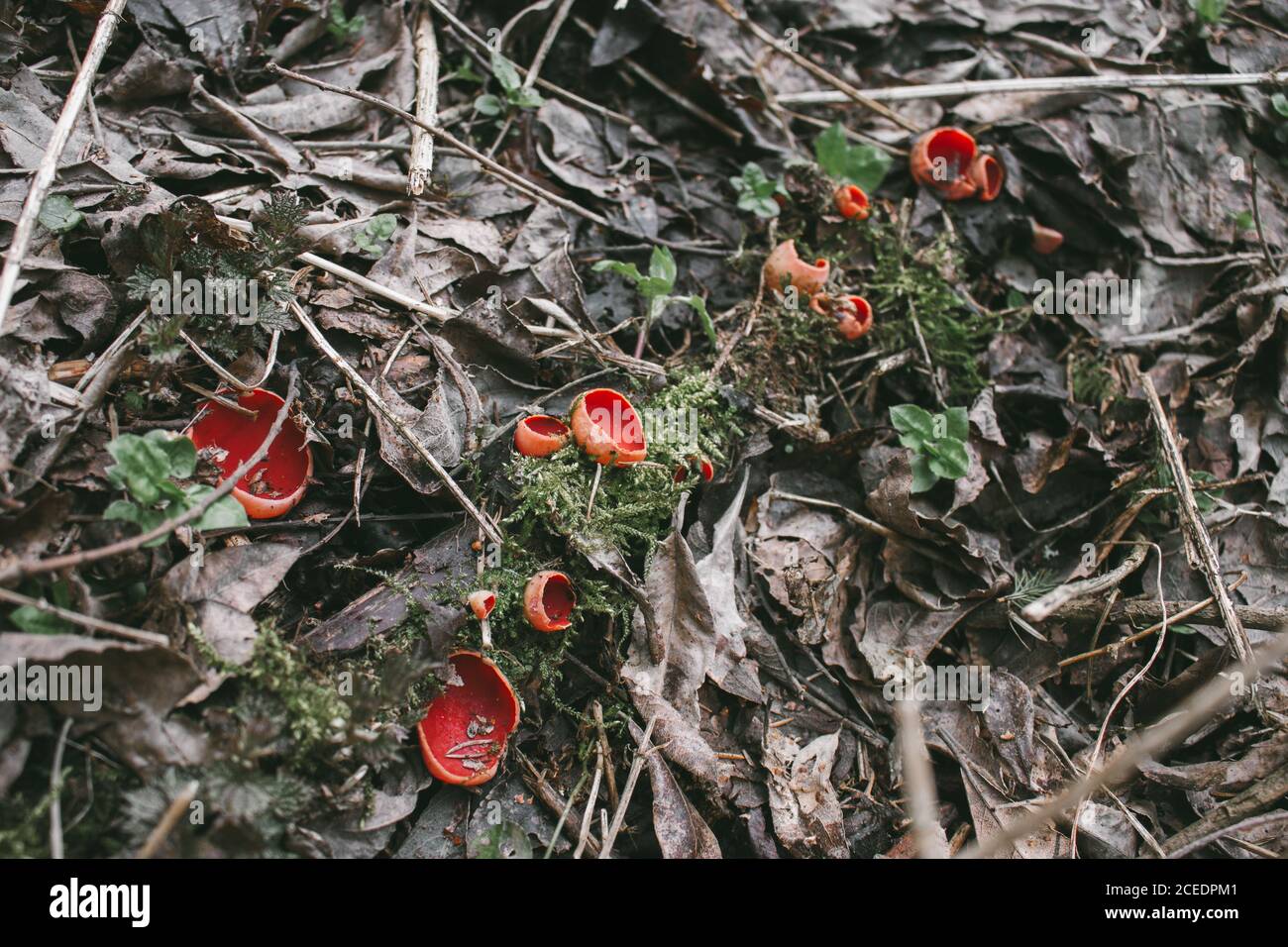 The first spring mushroom in the forest. Sarcosciffus scarlet, commonly ...