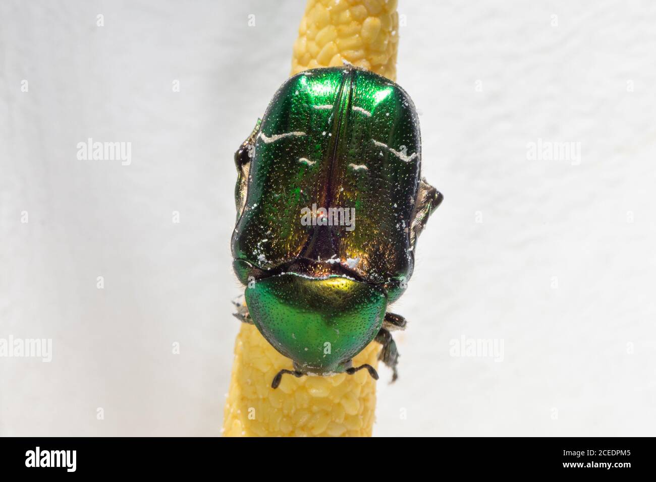 Rose chafer beetle (Cetonia aurata) Sussex garden, UK Stock Photo - Alamy