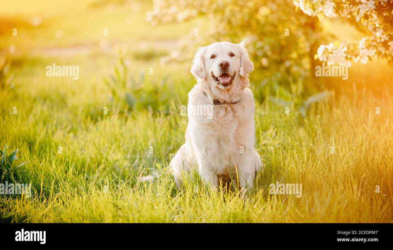 Golden retriever puppy outside smile hi-res stock photography and ...