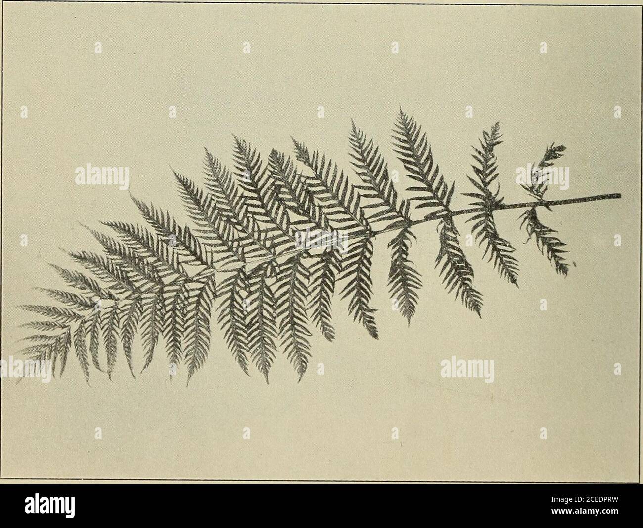 . A popular description of the common Oregon ferns; contribution from ...
