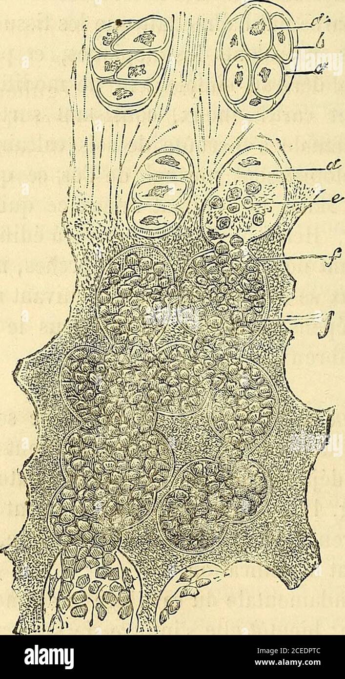 . Manuel d'histologie experimentale. resdes cellules embryonnaires que ...