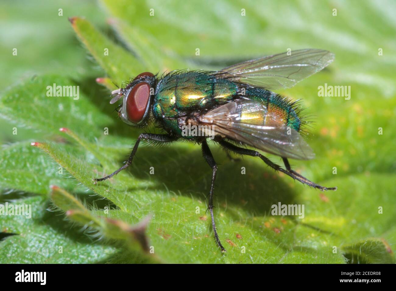 Blowfly hi-res stock photography and images - Alamy