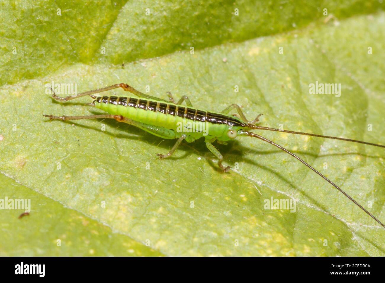 Long winged cone-head nymph (Conocephalus fuscus) Sussex garden, UK ...