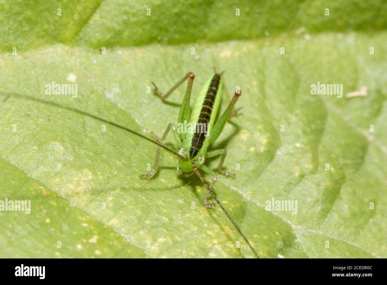 Long winged cone-head nymph (Conocephalus fuscus) Sussex garden, UK ...