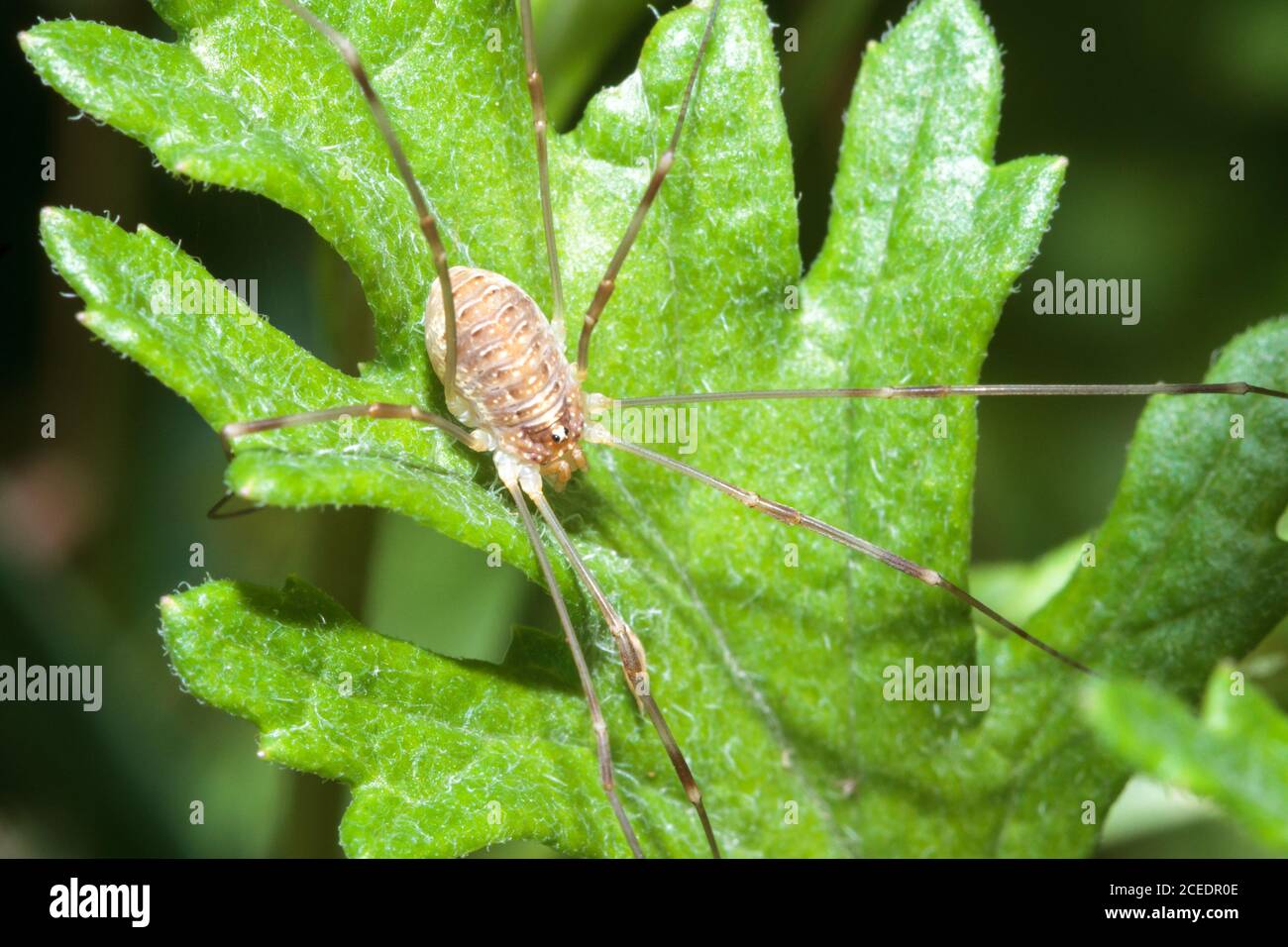 Harvestman uk hi-res stock photography and images - Alamy