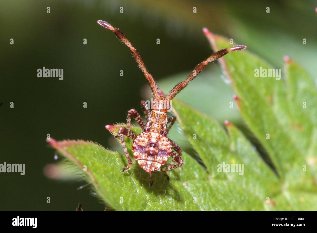 Dock bug nymphs (Coreus marginatus) Sussex garden, UK Stock Photo - Alamy