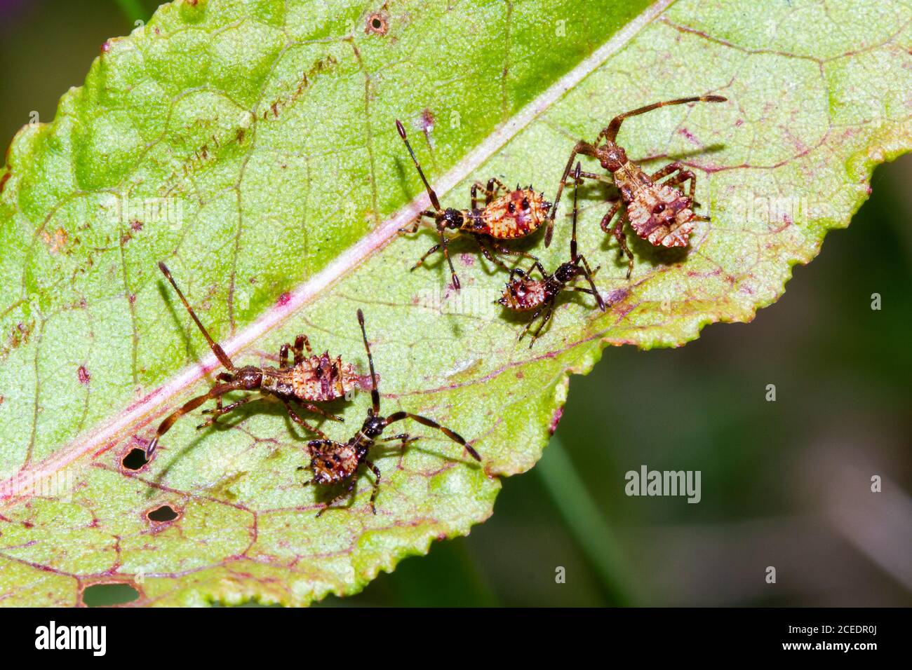 Dock bug nymphs (Coreus marginatus) Sussex garden, UK Stock Photo - Alamy
