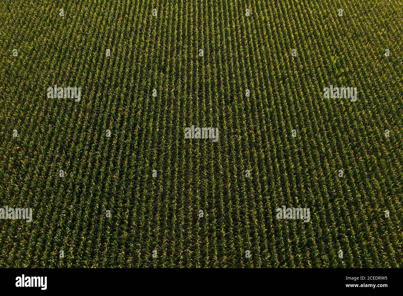Corn rows angle hi-res stock photography and images - Alamy