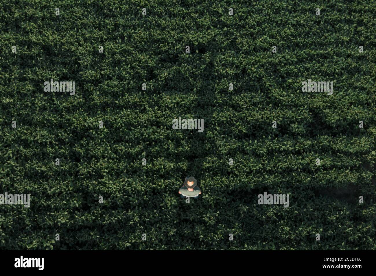 Aerial view of soybean farmer with drone remote controller in field ...