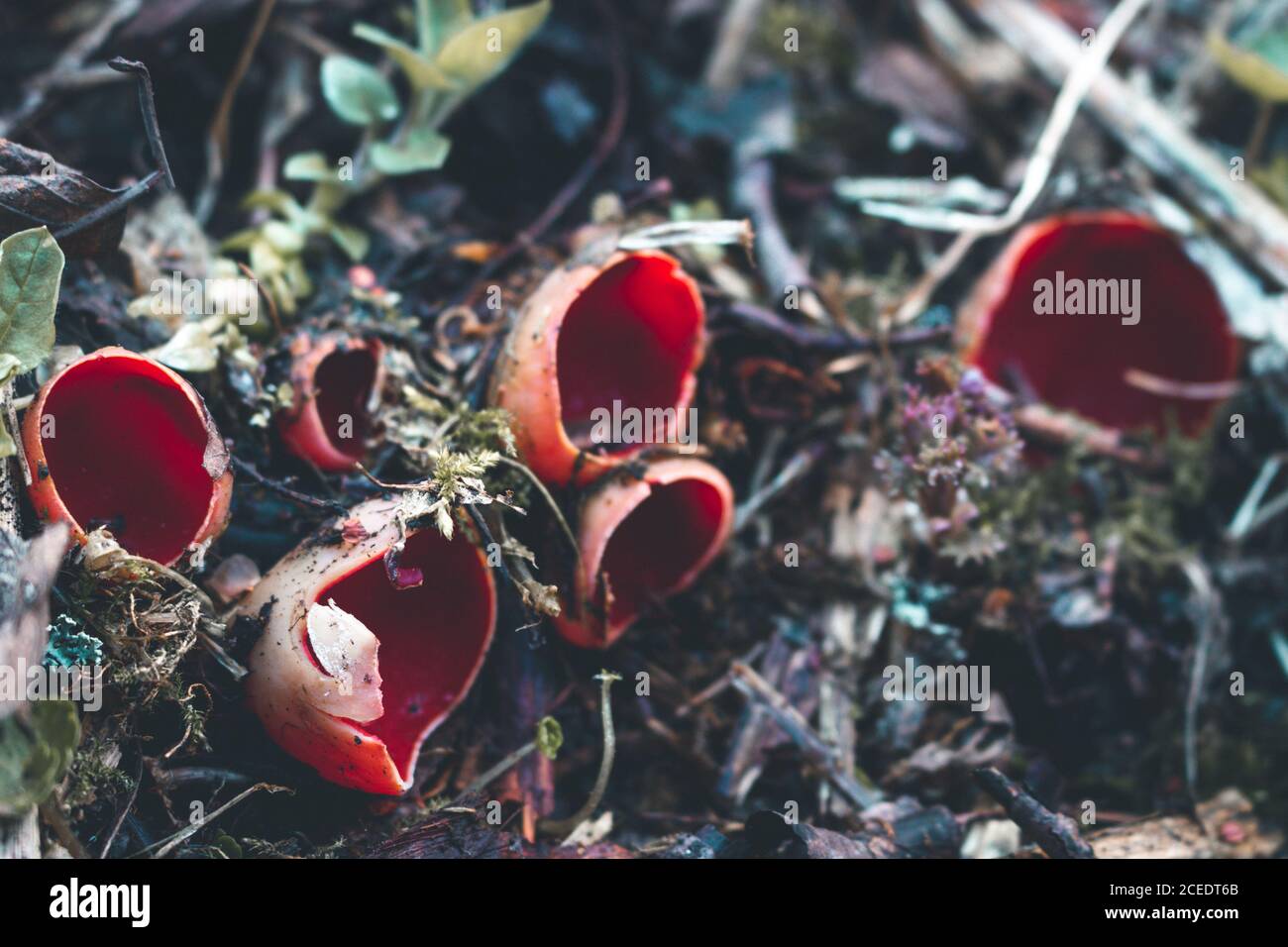The first spring mushroom in the forest. Sarcosciffus scarlet, commonly ...