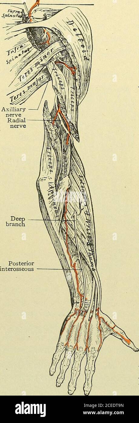 . Text-book of anatomy and physiology for nurses. s and the round ...