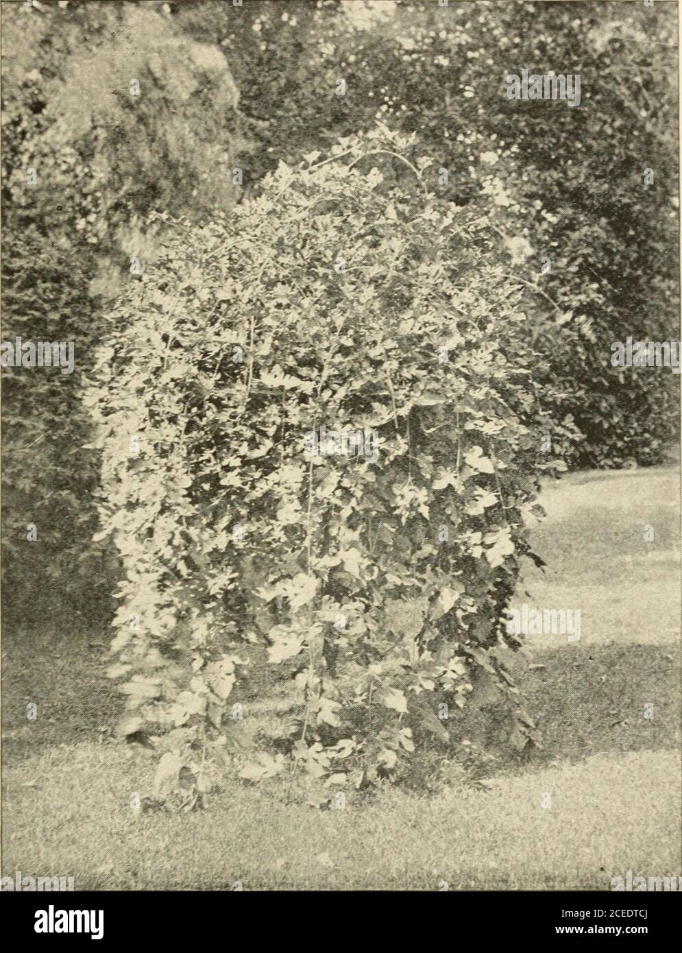 Bicolor pseudo hi-res stock photography and images - Alamy