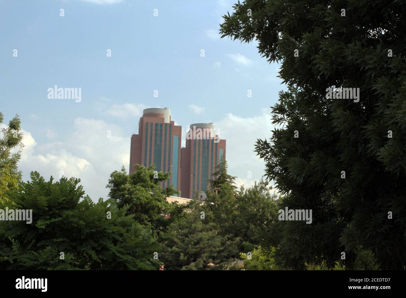 Various colorful trees in the forest and all shades of green. Green ...