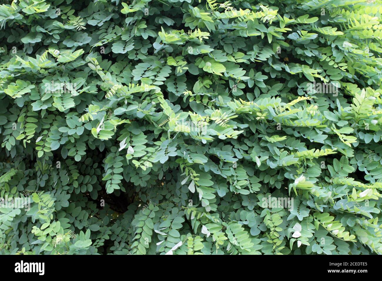 Green trees, flowers and nature make cities livable Stock Photo - Alamy