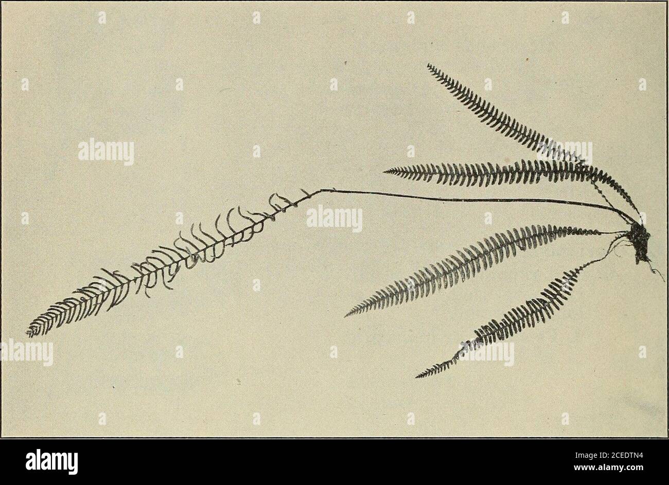 . A popular description of the common Oregon ferns; contribution from ...