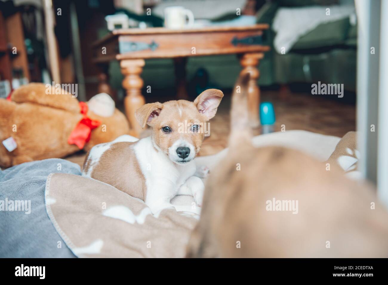 Lovely puppy listening and playing with a raised ear Stock Photo - Alamy