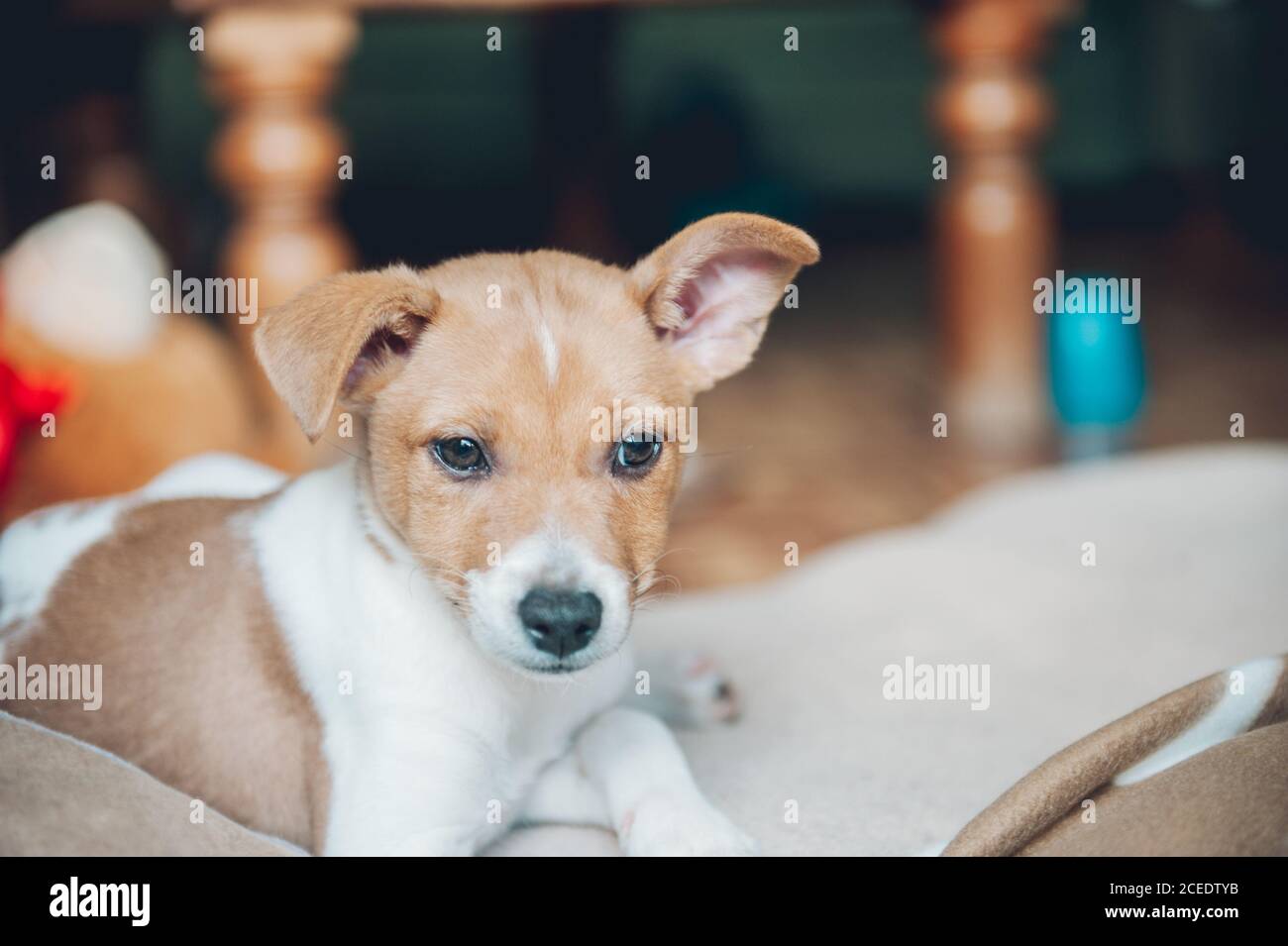 Lovely puppy listening and playing with a raised ear Stock Photo - Alamy