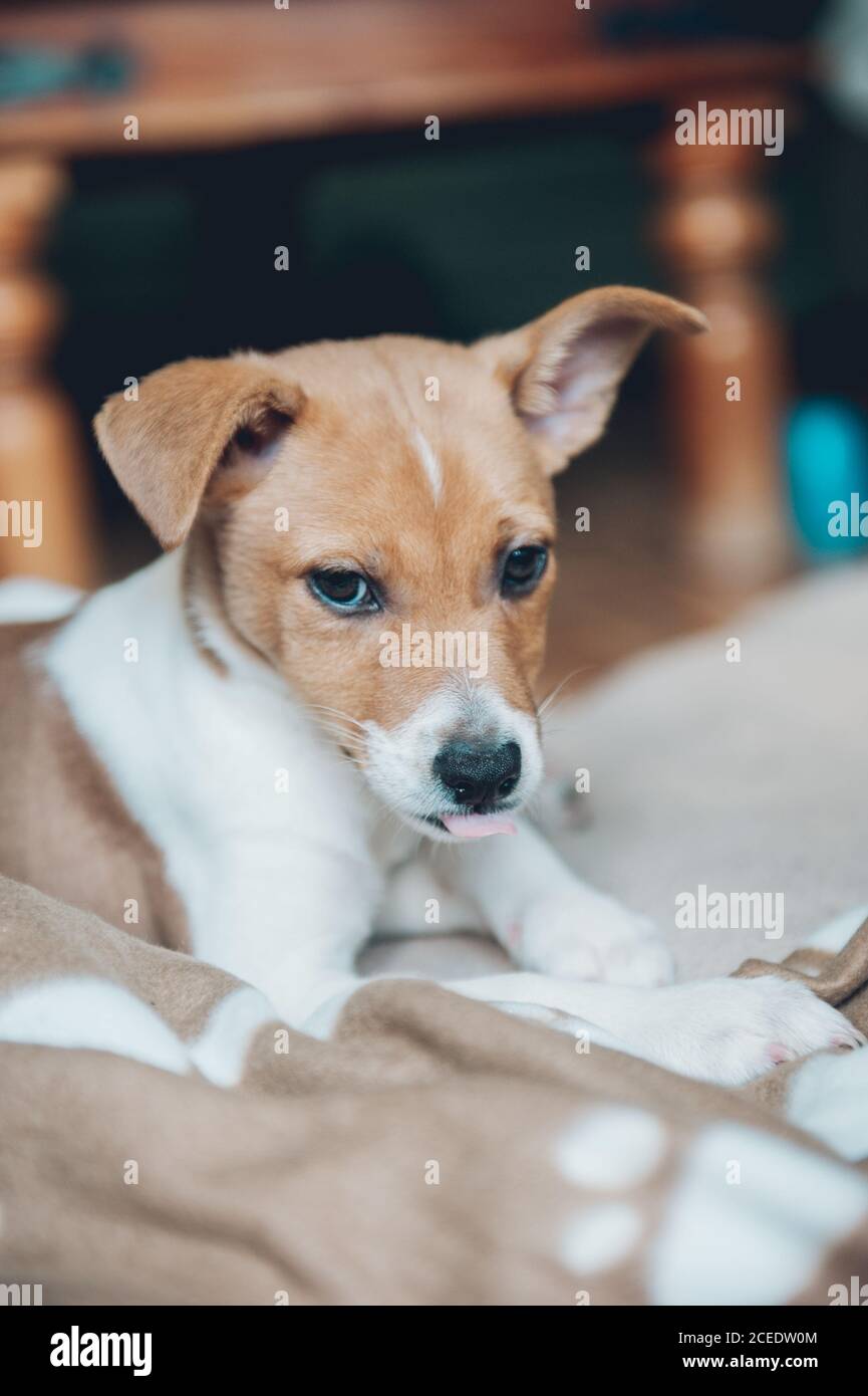 Lovely puppy listening and playing with a raised ear Stock Photo - Alamy