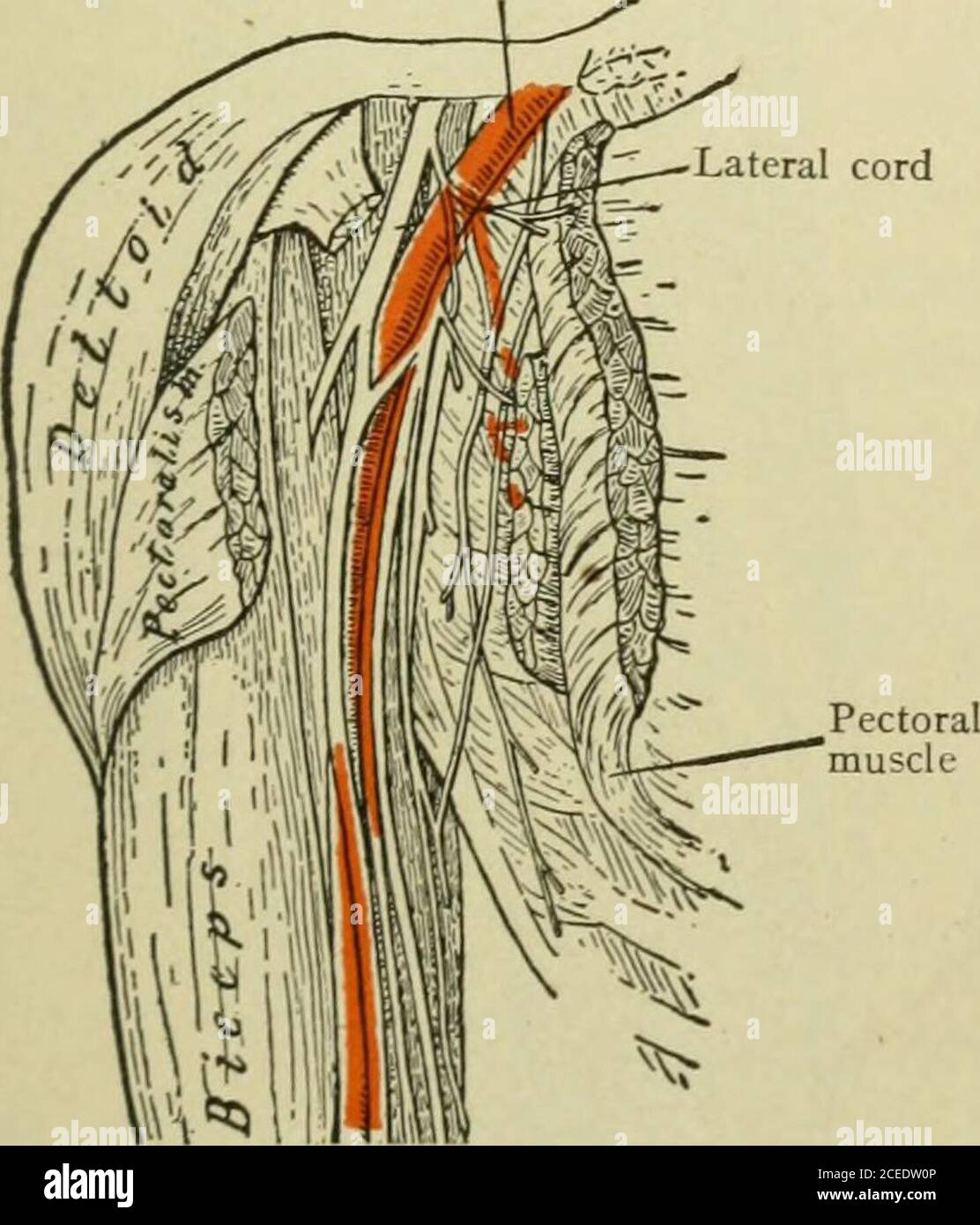 Axillary lymph nodes hi-res stock photography and images - Alamy