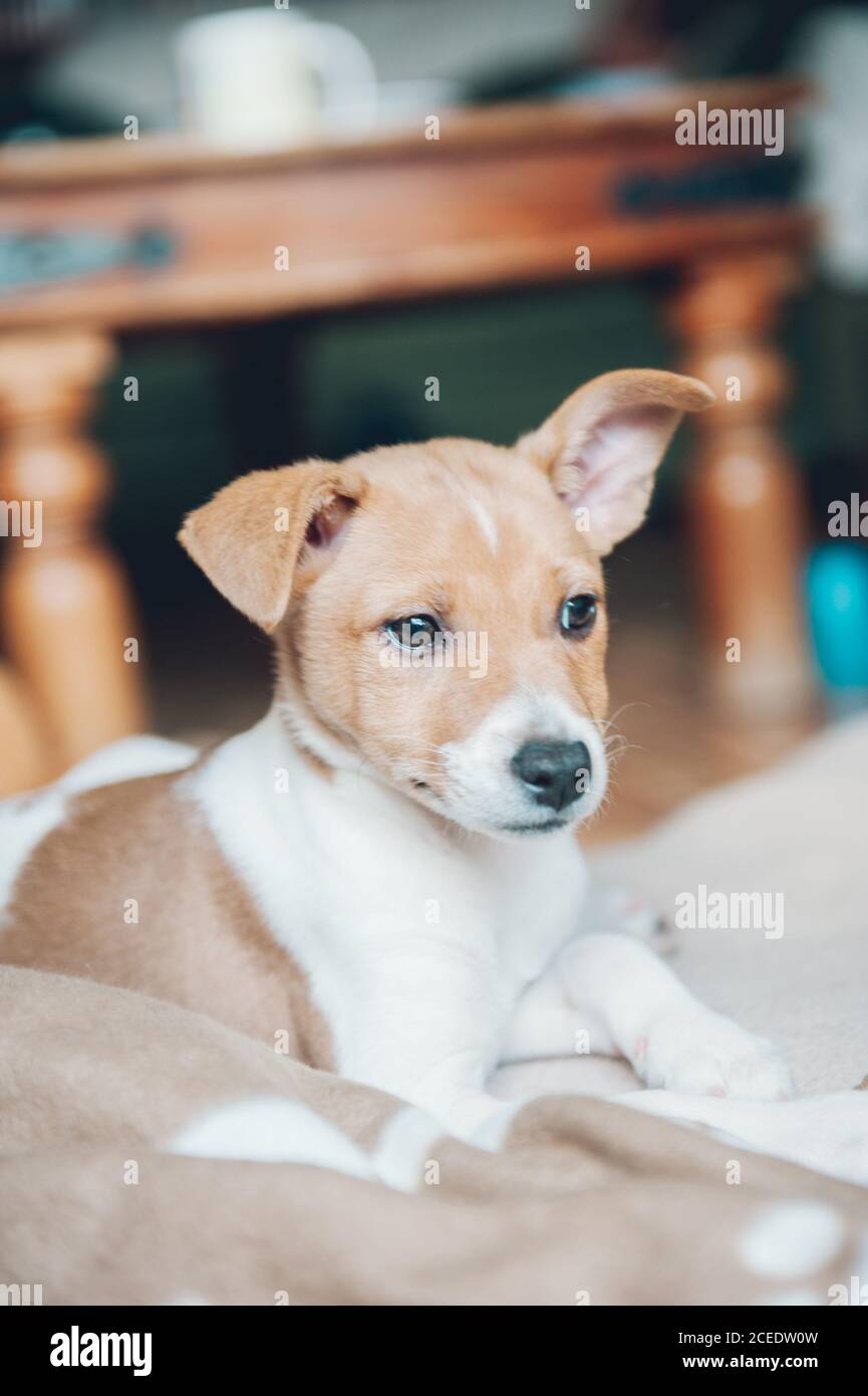 Lovely puppy listening and playing with a raised ear Stock Photo - Alamy