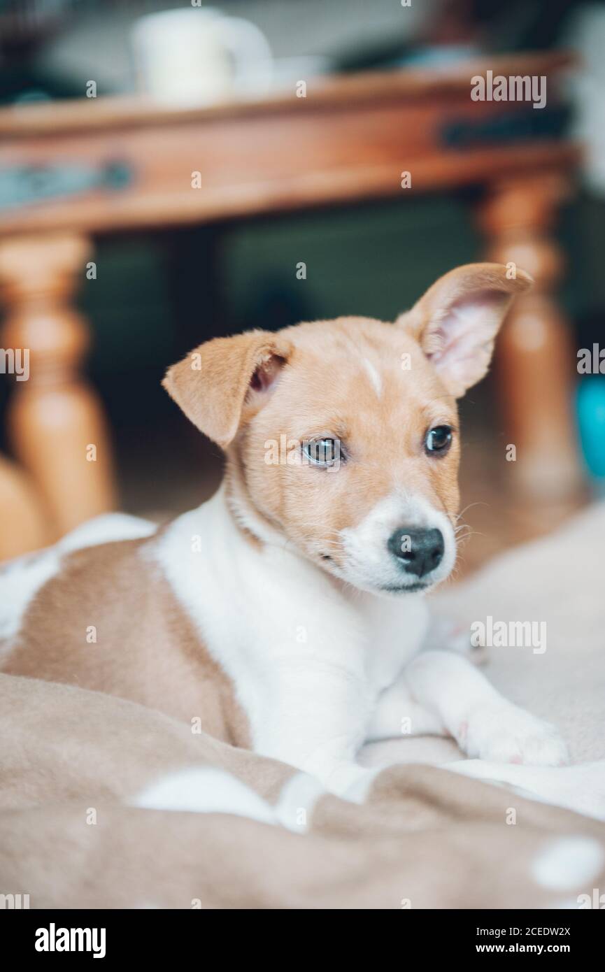 Raised ear hi-res stock photography and images - Alamy