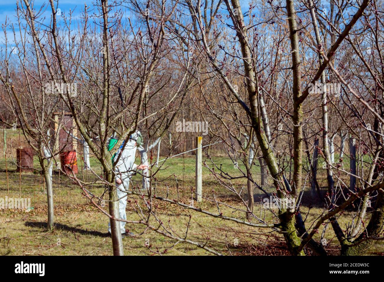 Farmer in protective clothing and gas mask sprays of fruit trees in ...