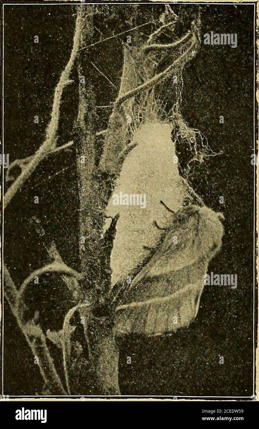 Tent caterpillar egg hi-res stock photography and images - Alamy