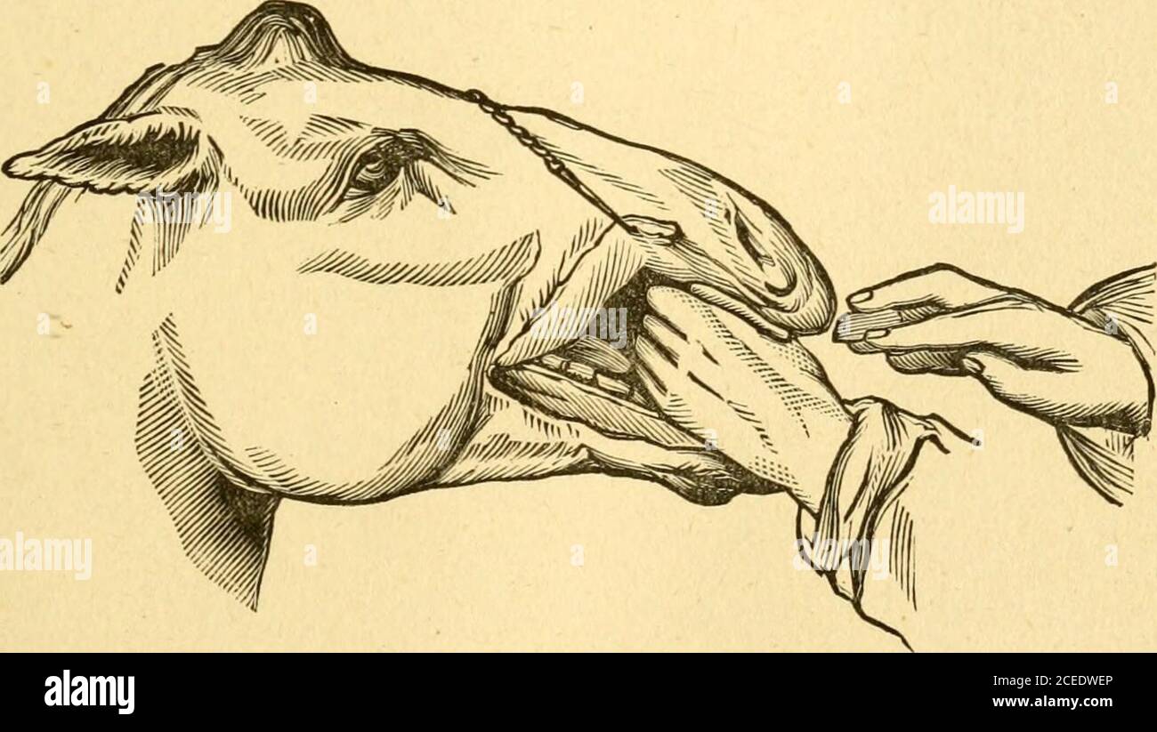 Mixing ointments hi-res stock photography and images - Alamy