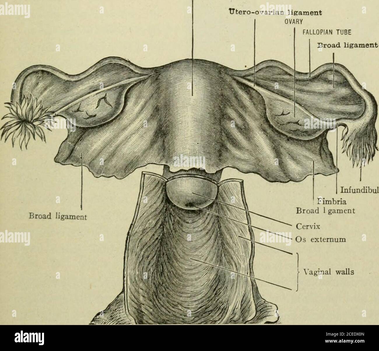 Prostate Gland Anatomy And Physiology