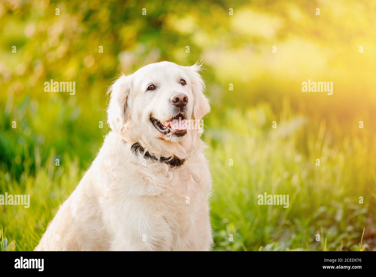 Portrait of dog Labrador Retriever sitting in grass on summer day sun ...