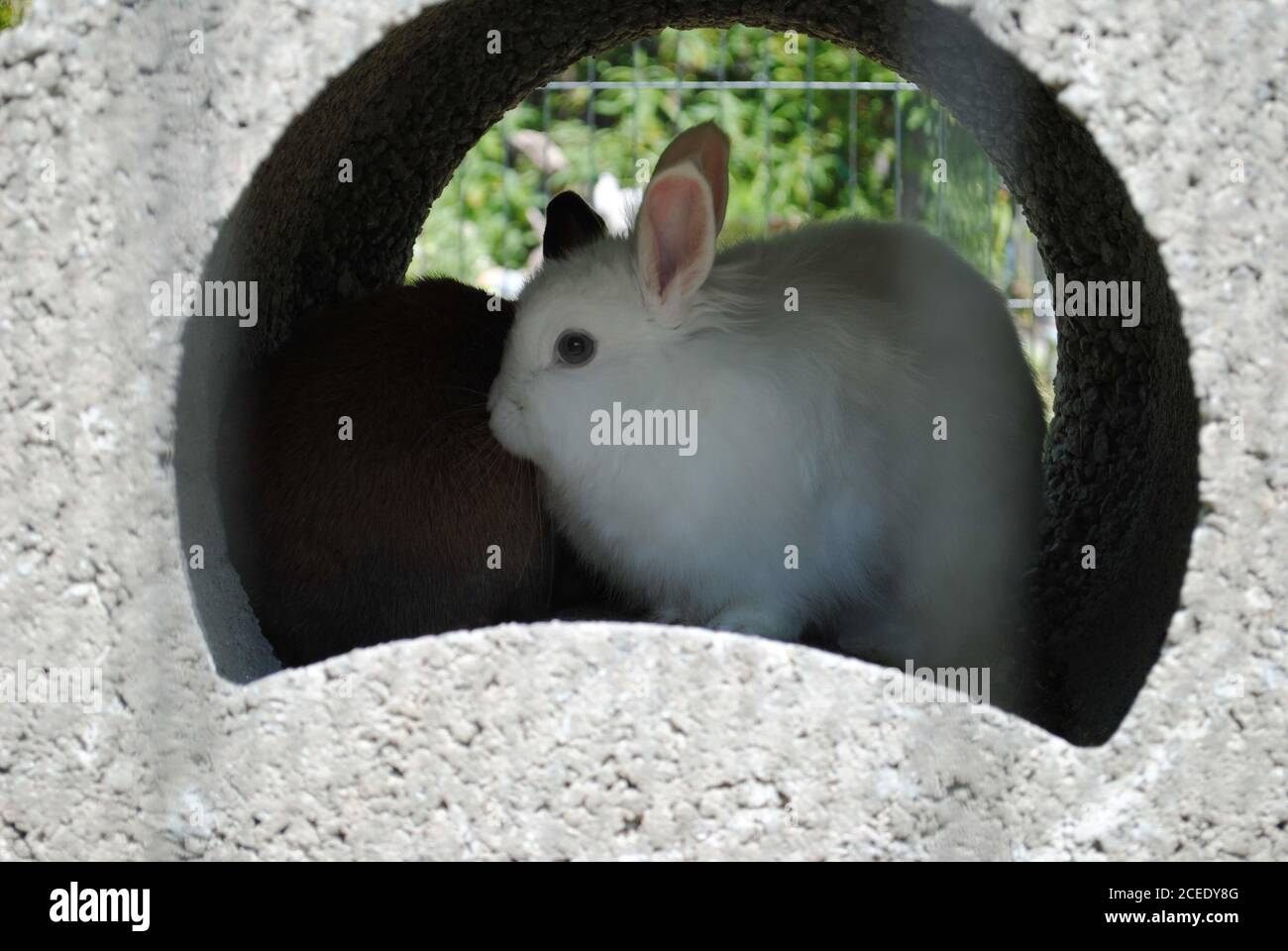 Bunny hole hi-res stock photography and images - Alamy