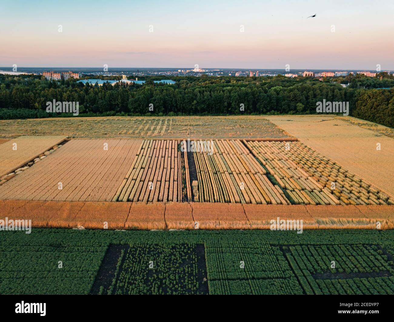 Aerial view of agricultural fields divided into plots Stock Photo - Alamy
