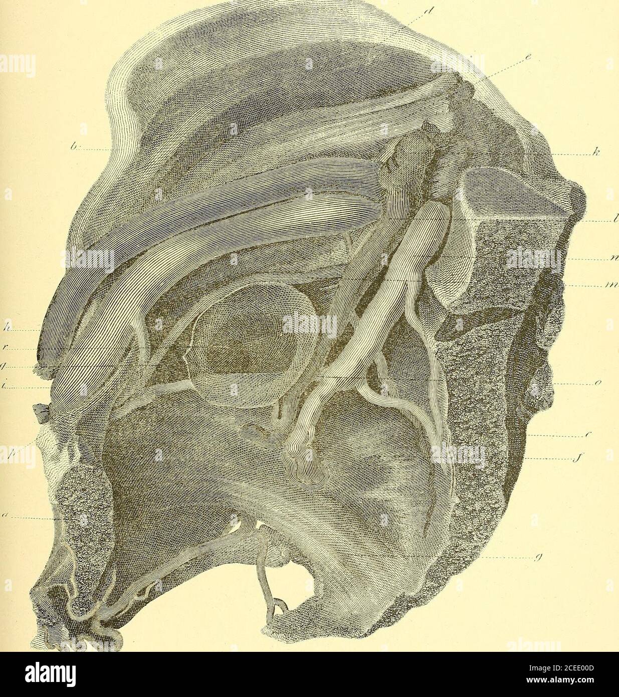 . The anatomy and surgical treatment of hernia. o the bone; and below ...