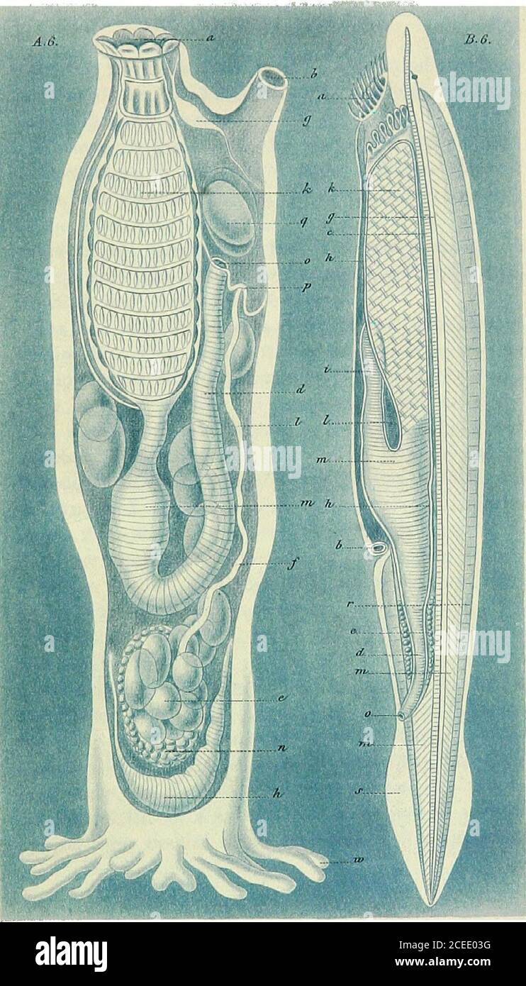 Lamarck evolution hi-res stock photography and images - Alamy