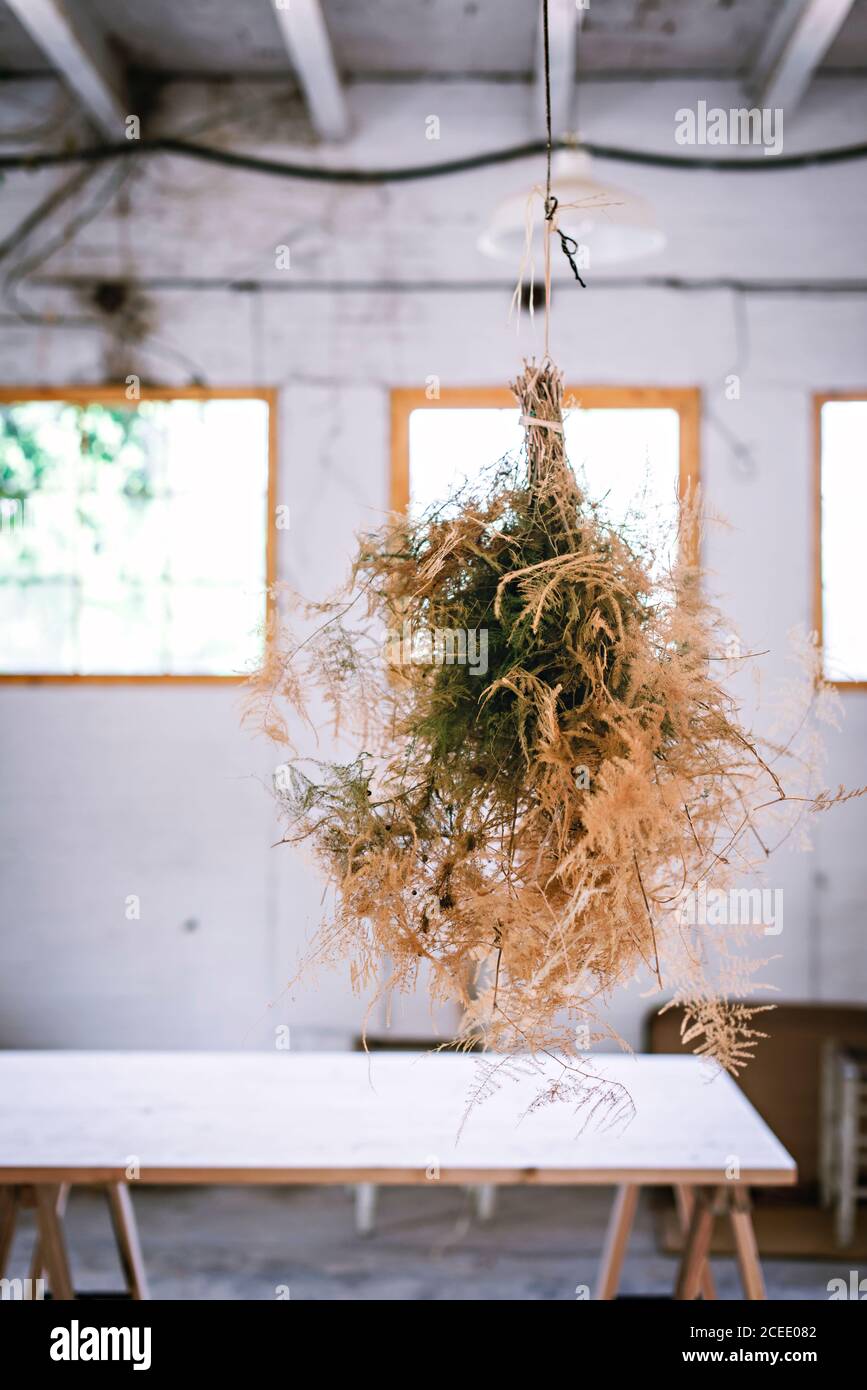 Concept of bunch of coniferous twigs drying and hanging on twist in ...
