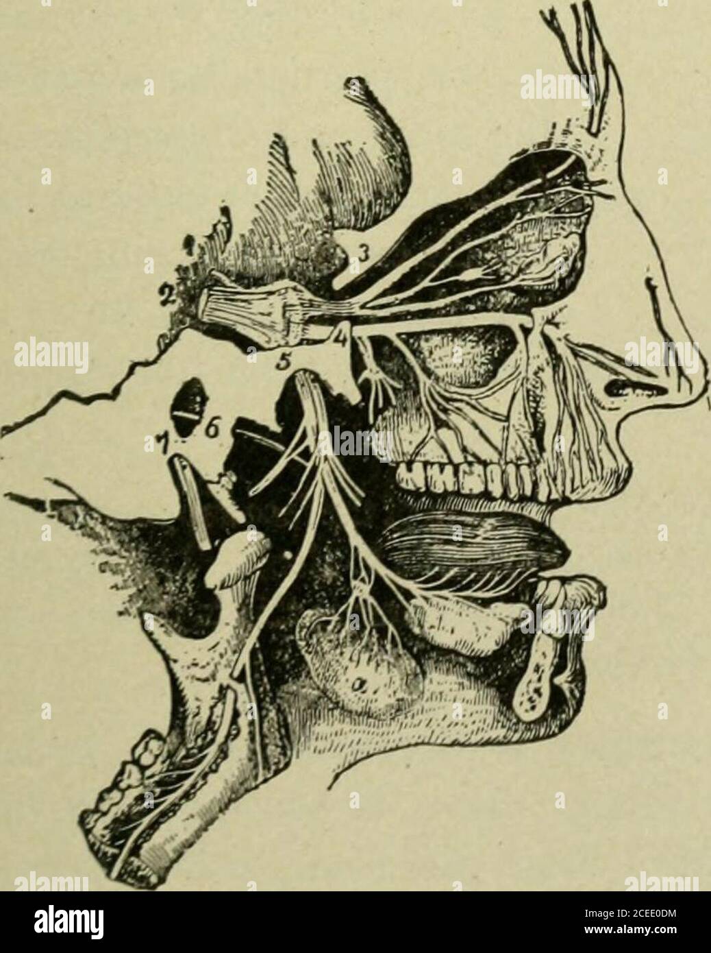 . Text-book of anatomy and physiology for nurses. d (the ...