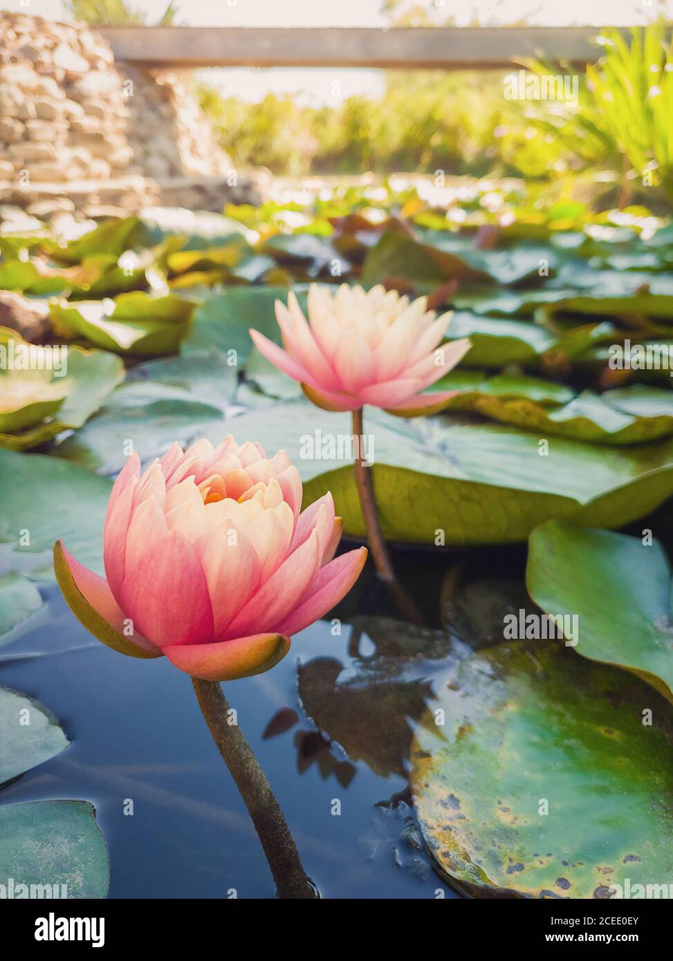 Two color lotus hi-res stock photography and images - Alamy